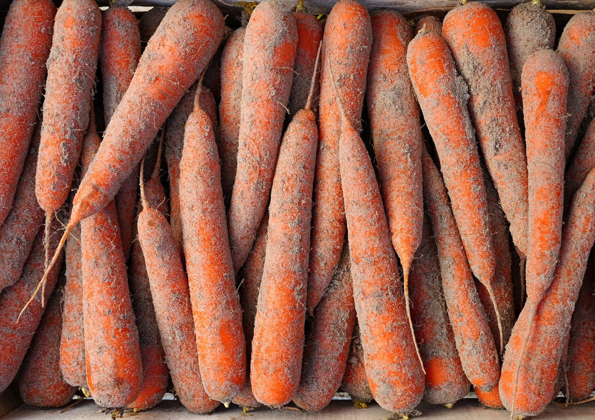 Carrots, Sand (Kg) – Osolocal2U